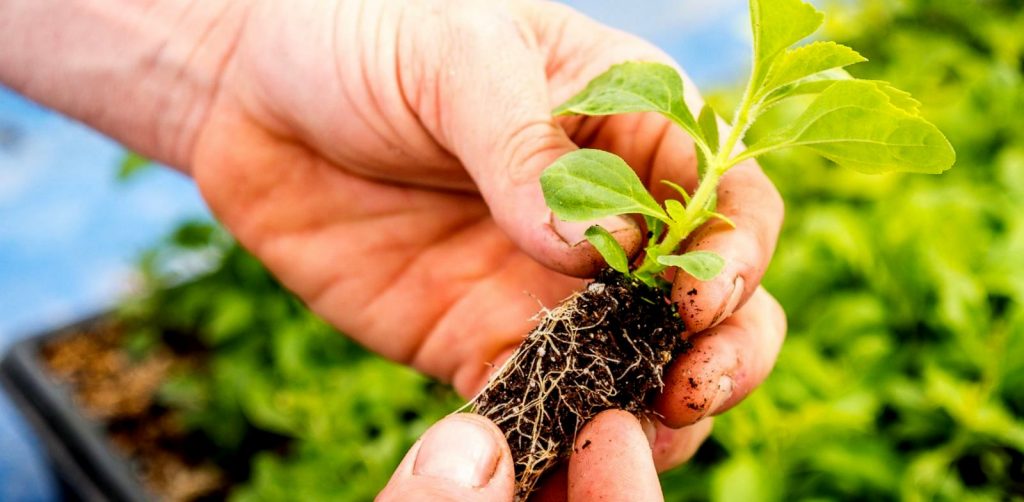 About Us - Xtevia/FirstClass